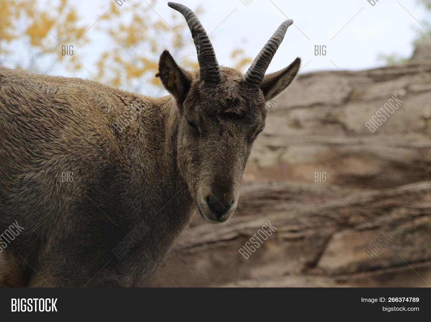 West Caucasian Tur Image & Photo (Free Trial) | Bigstock