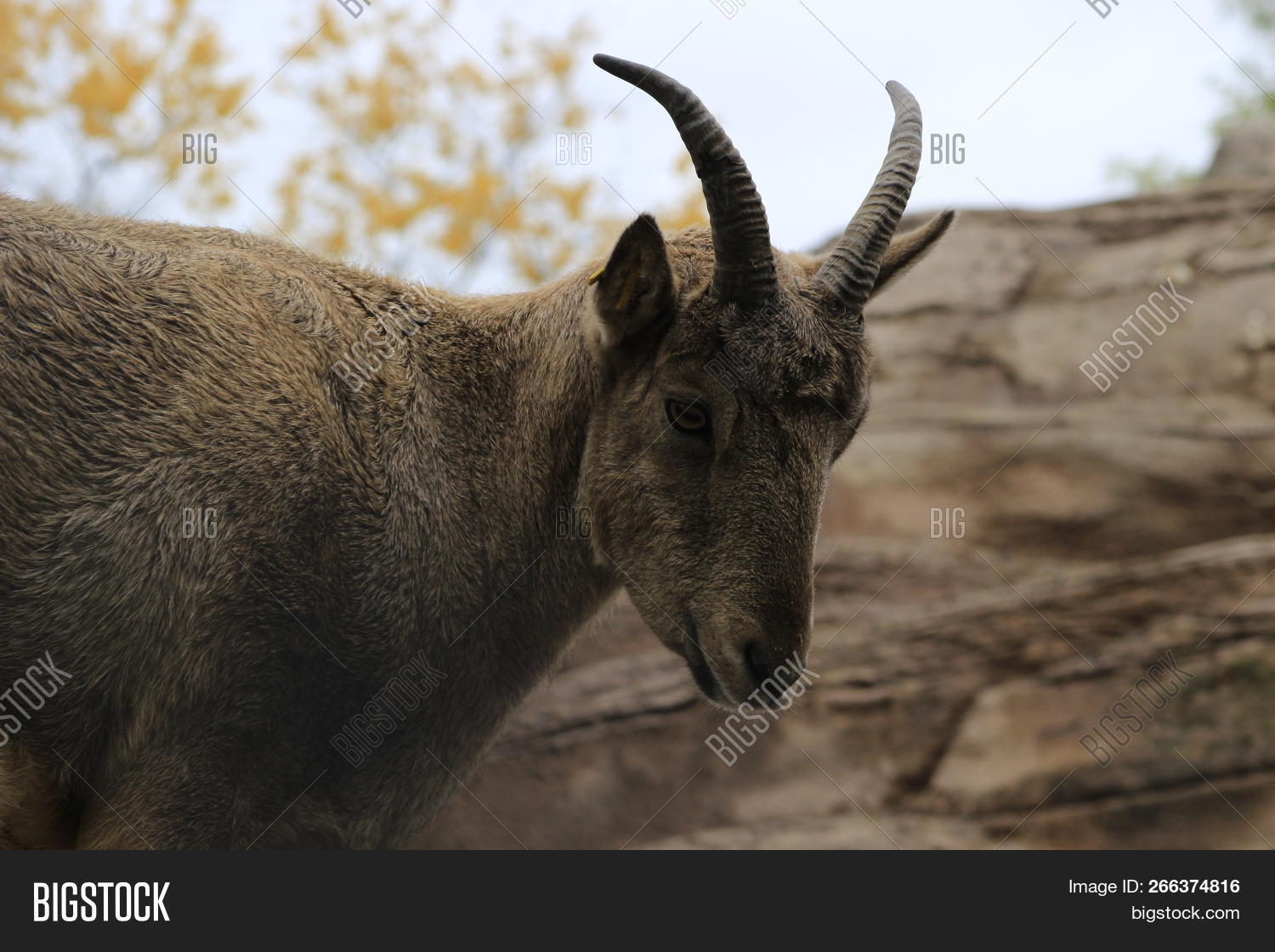 West Caucasian Tur Image & Photo (Free Trial) | Bigstock