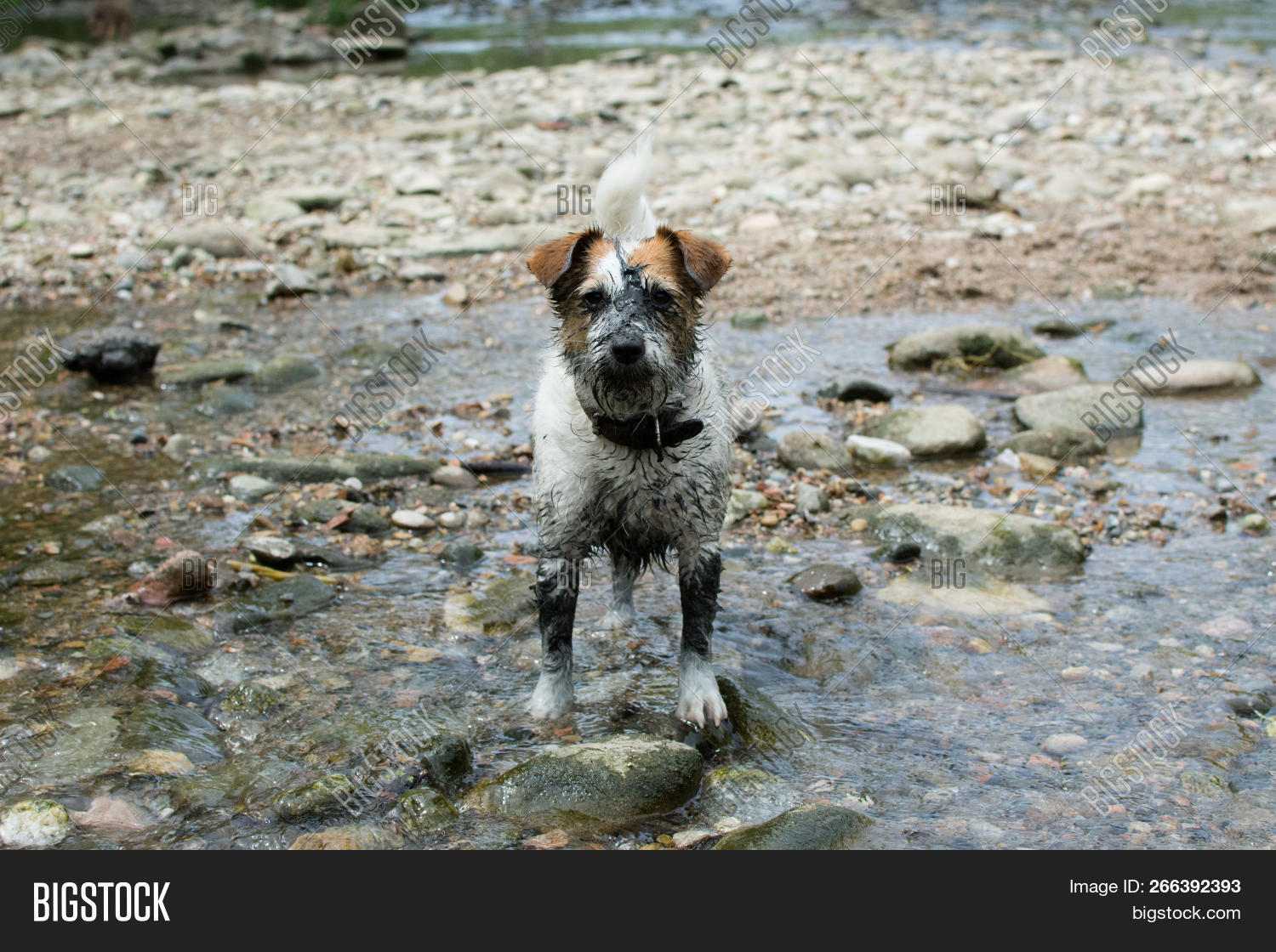 Funny Muddy Dirty Dog Image & Photo (Free Trial) | Bigstock