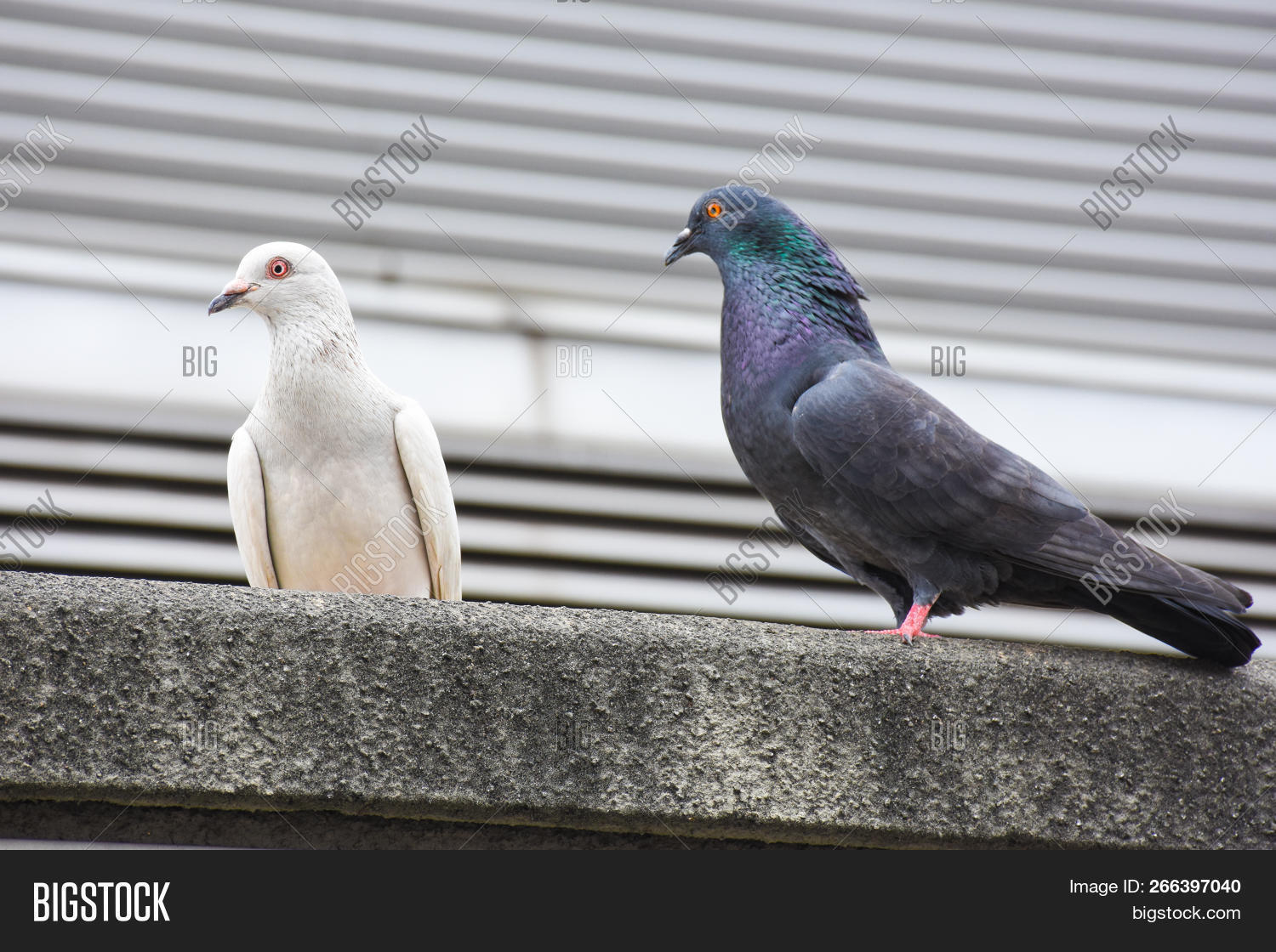 Columba Livia