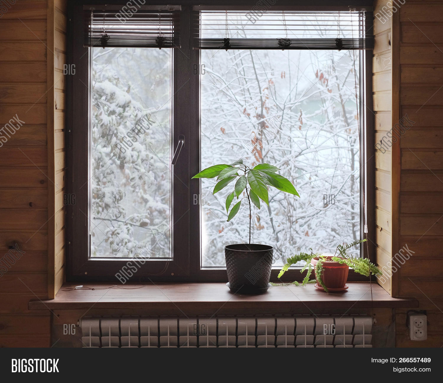 Plants On Window Sill Image & Photo (Free Trial) | Bigstock