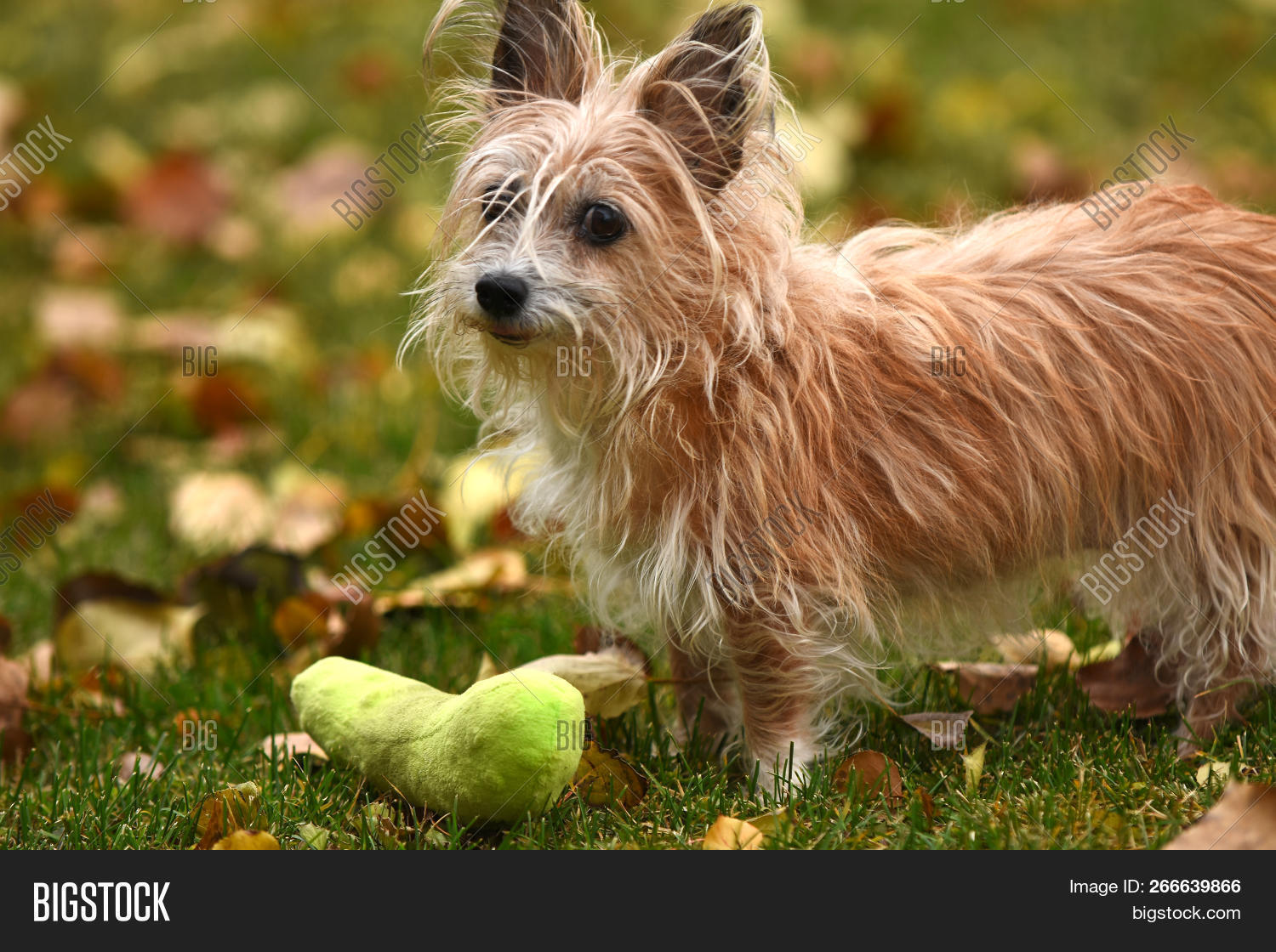 Image Scruffy Cute Image & Photo (Free Trial) | Bigstock