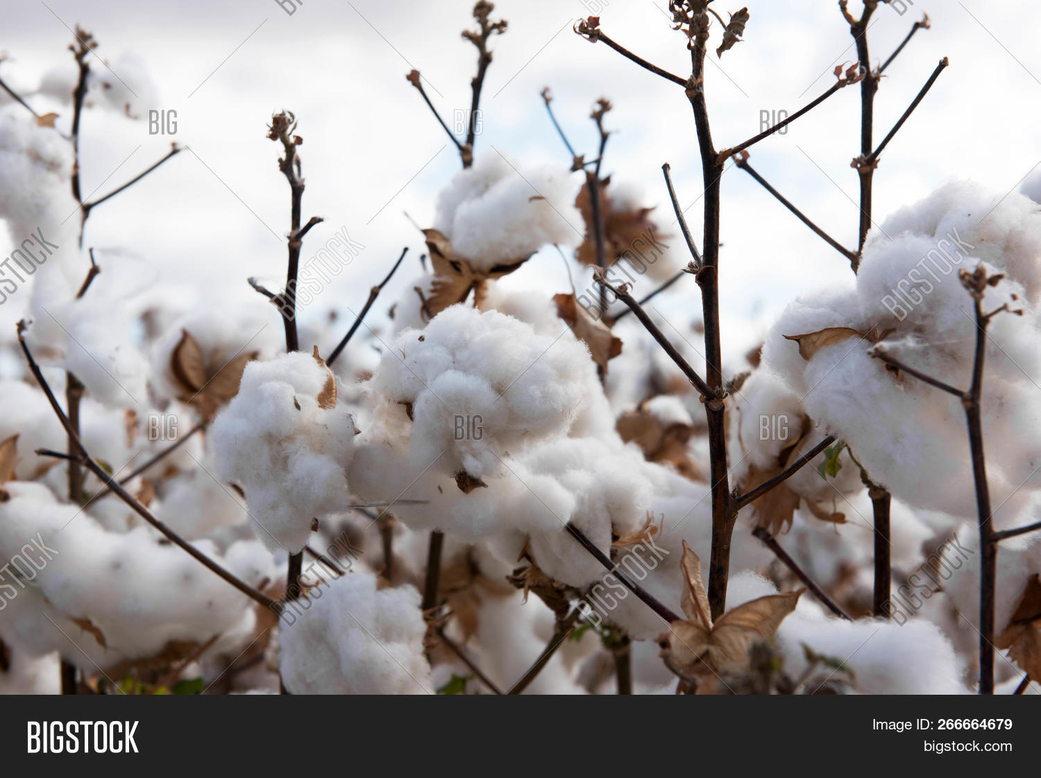 Cotton Ready Harvest, Image & Photo (Free Trial) | Bigstock