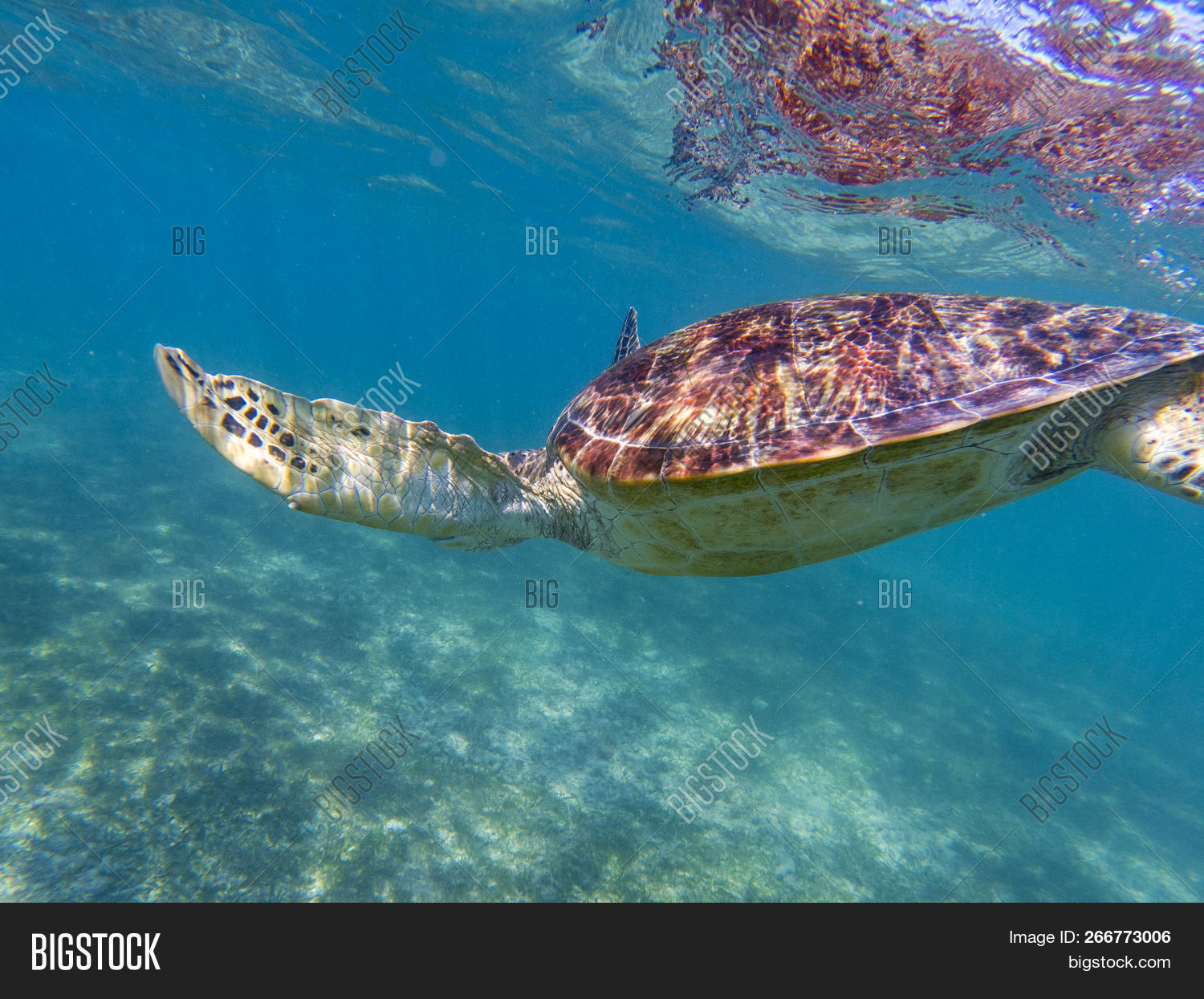 Sea Turtle Diving Blue Image & Photo (Free Trial) | Bigstock