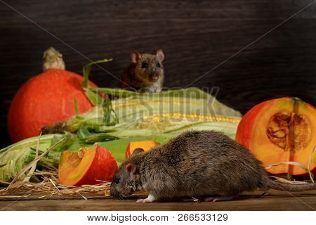 Close- Rat (rattus Image & Photo (Free Trial) | Bigstock