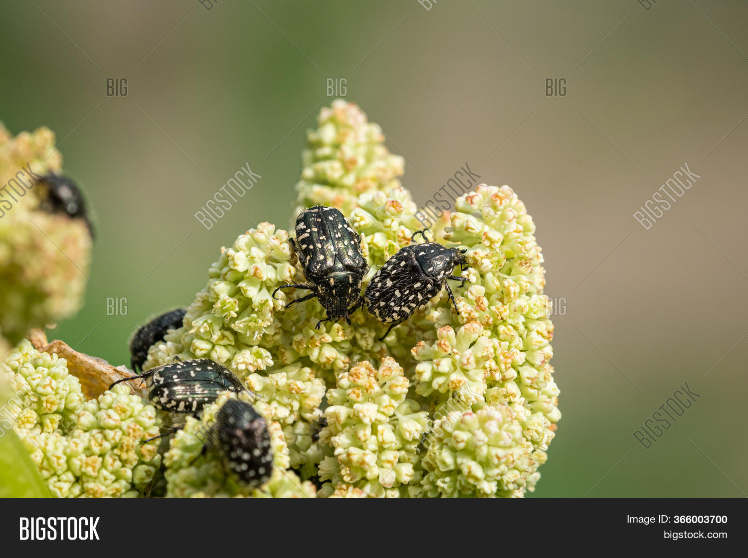 White Spotted Rose Image & Photo (Free Trial) | Bigstock