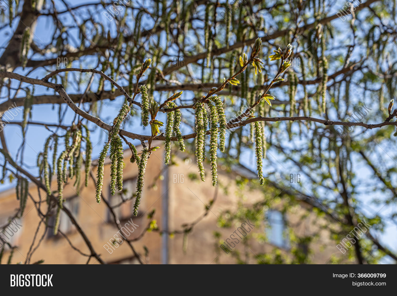 Poplar Branch Green Image & Photo (Free Trial) | Bigstock