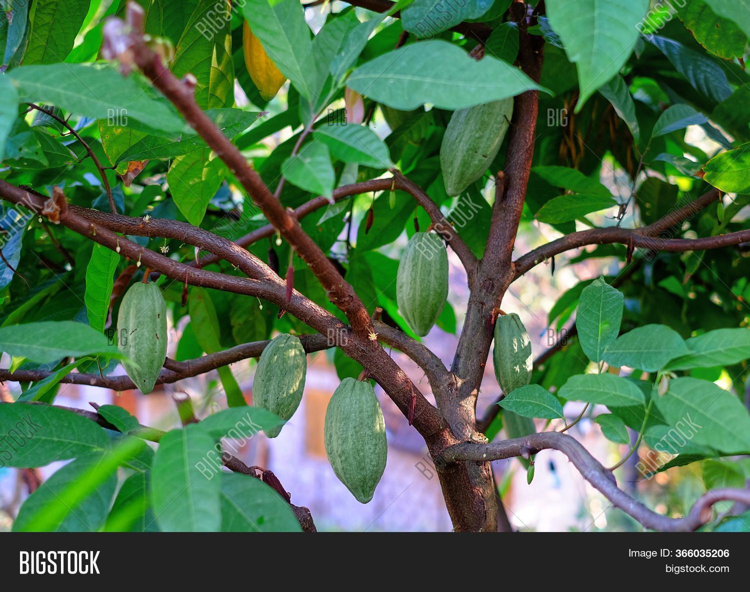 Young Green Cocoa Pods Image And Photo Free Trial Bigstock