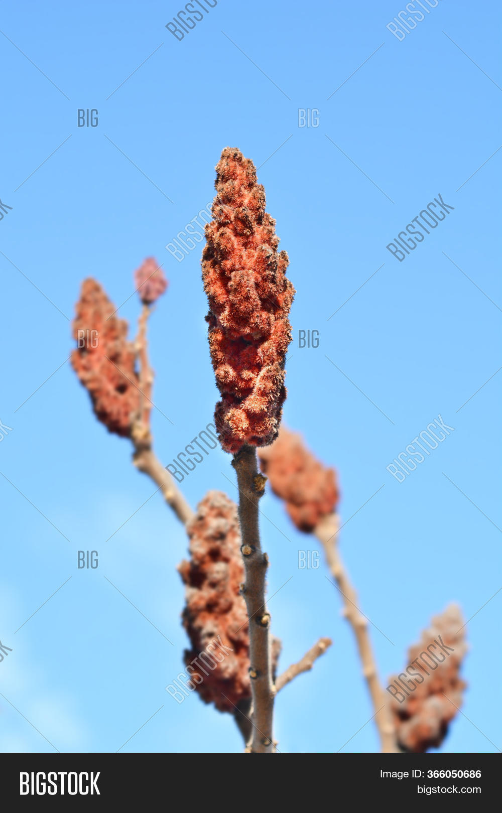 Staghorn Sumac Flower Image & Photo (Free Trial) | Bigstock