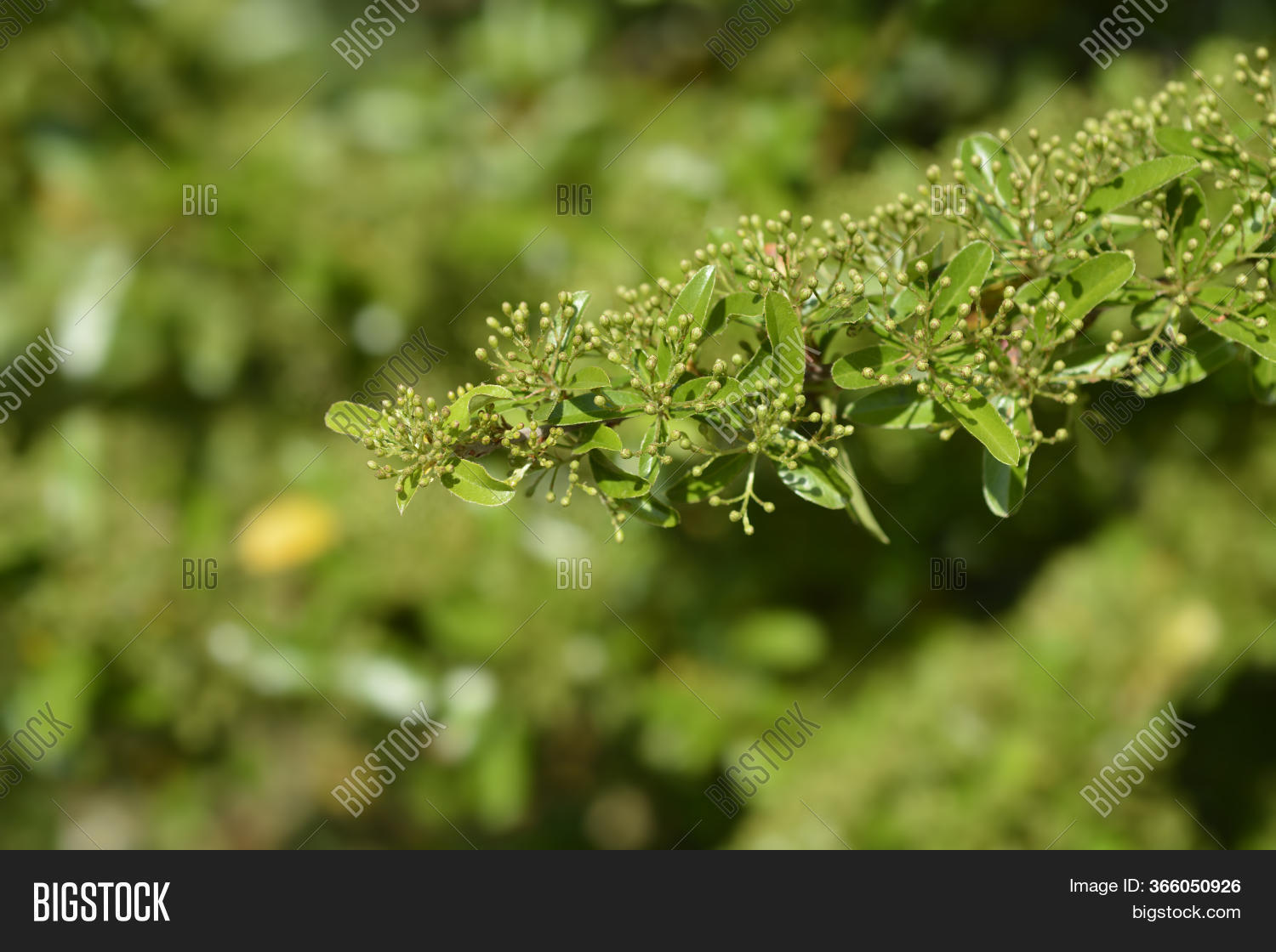 Scarlet Firethorn - Image & Photo (Free Trial) | Bigstock