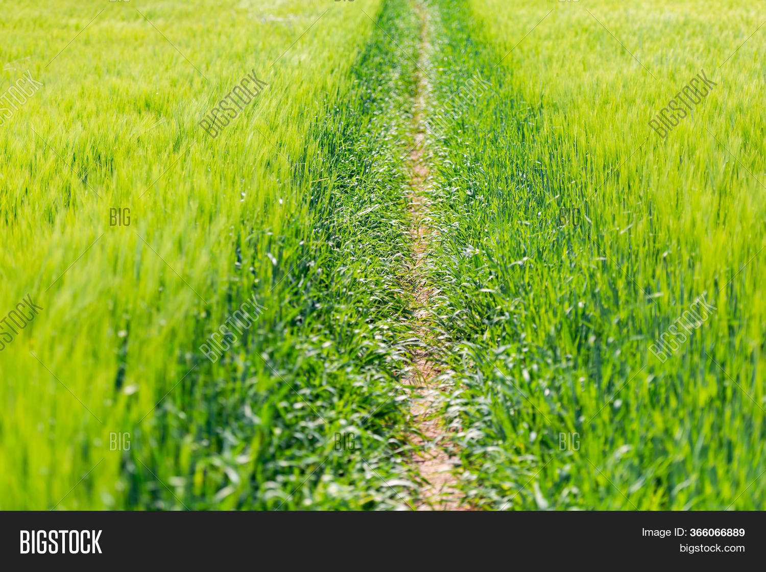 Path Trodden Field. Image & Photo (Free Trial) | Bigstock