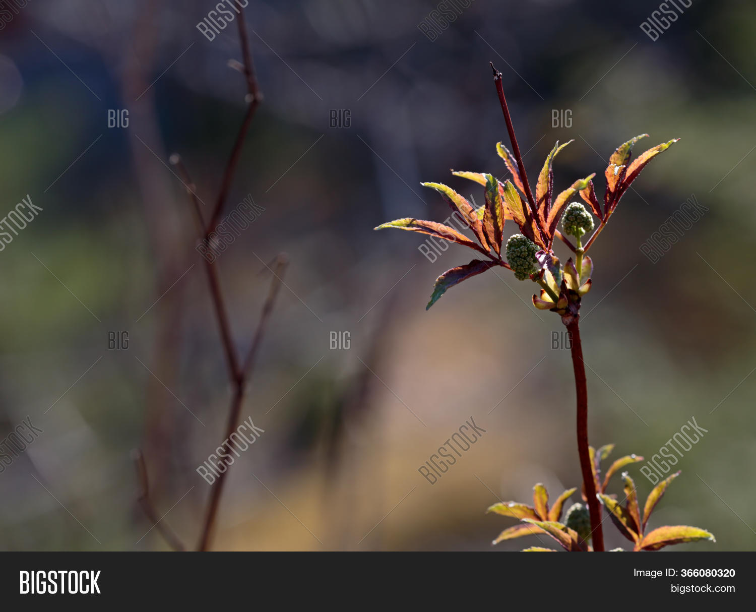 Sprouting Young Leaves Image & Photo (Free Trial) | Bigstock