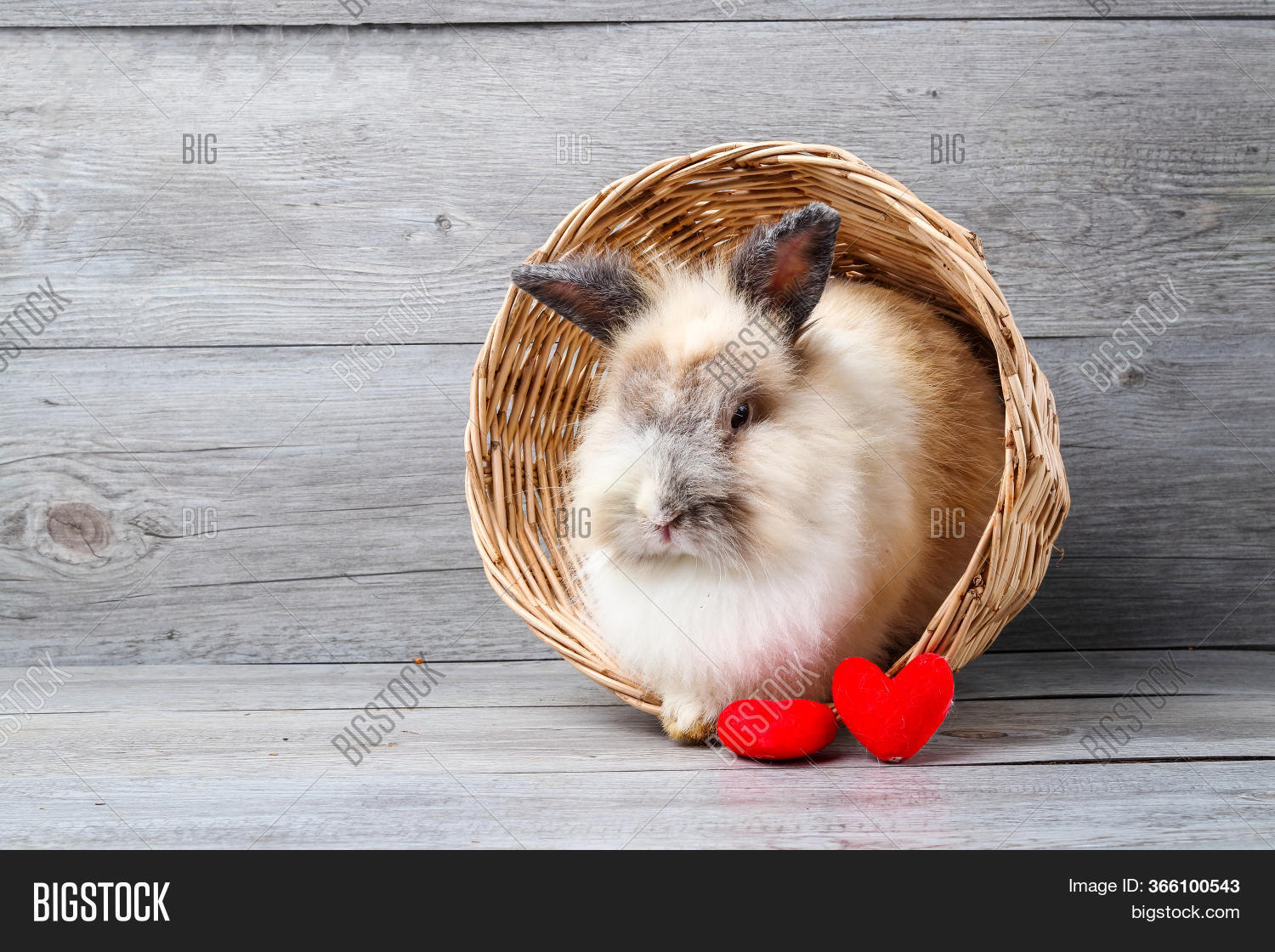 Brown Furry Rabbit Image & Photo (Free Trial) | Bigstock