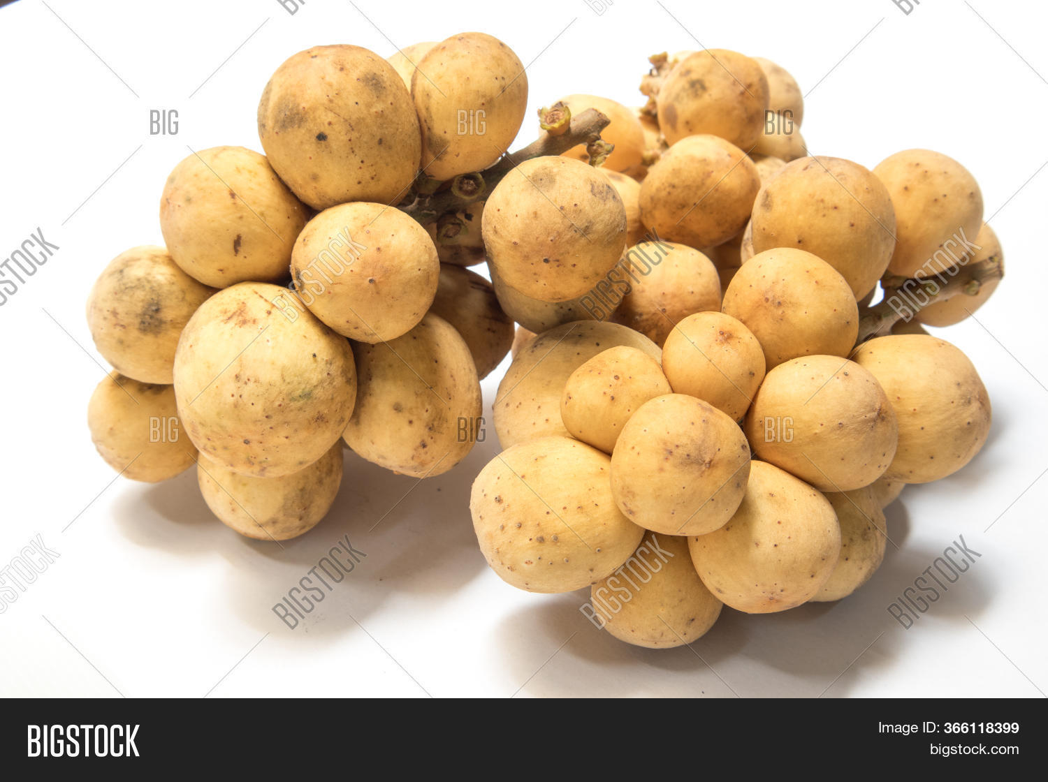 Lansium Domesticum Image & Photo (Free Trial) | Bigstock