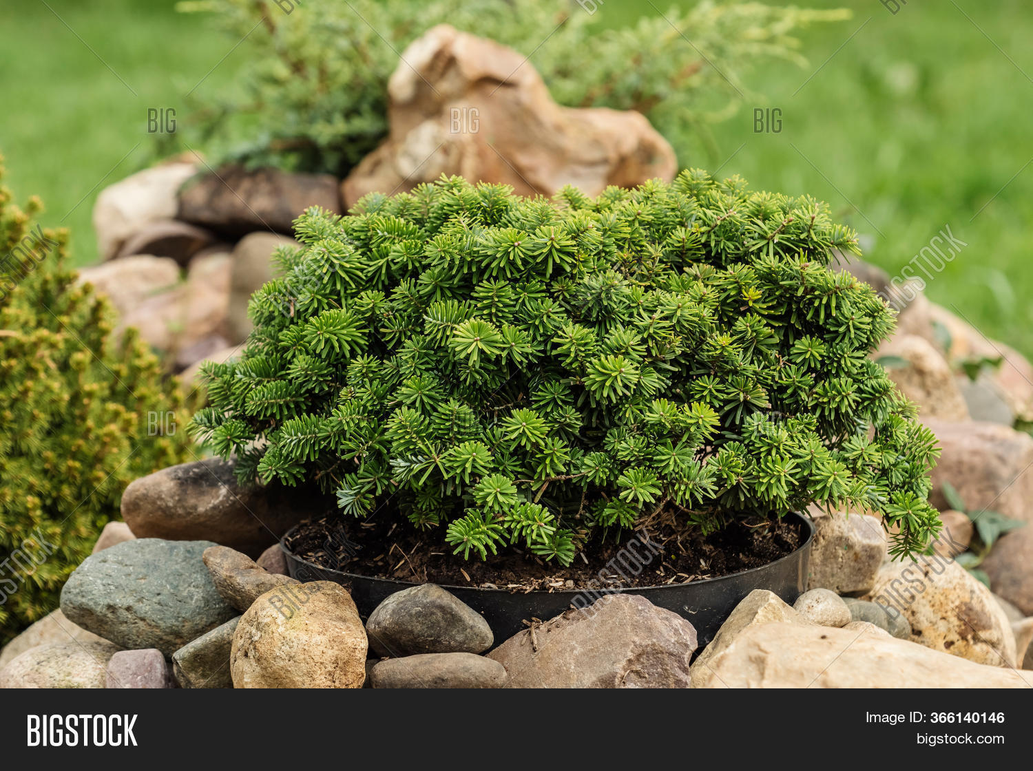 Juniper Fir Bushes On Image & Photo (Free Trial) | Bigstock