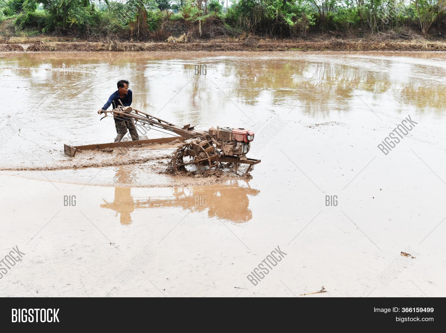 Farmer Plowing Rice Image & Photo (Free Trial) | Bigstock