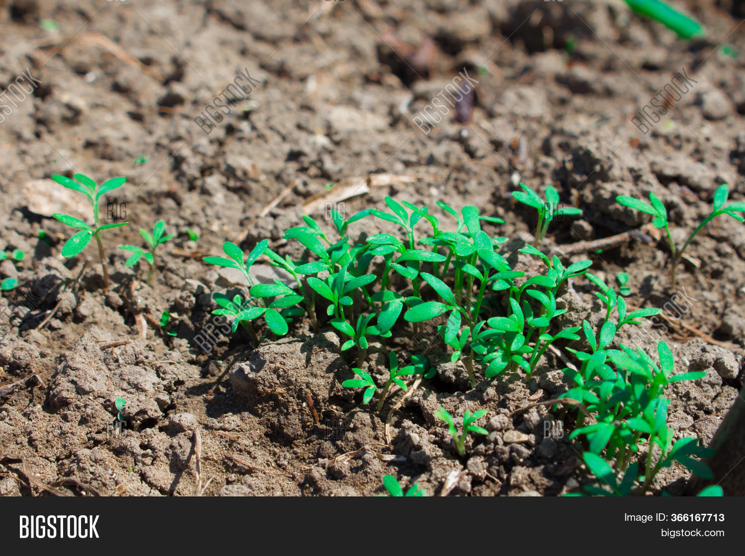 Sprouted Seeds Garden Image & Photo (Free Trial) | Bigstock