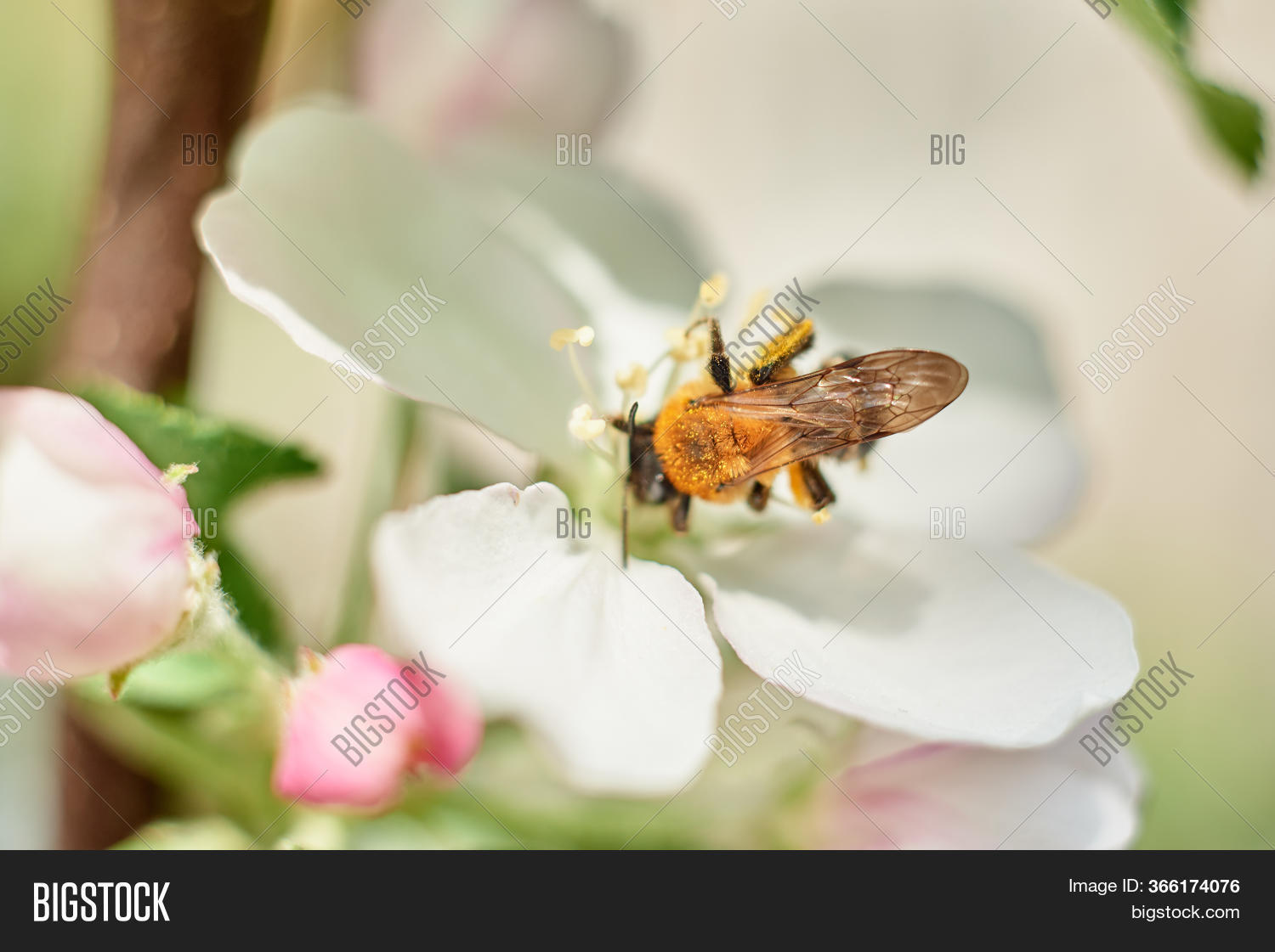 Close Bee On Apple Image & Photo (Free Trial) | Bigstock