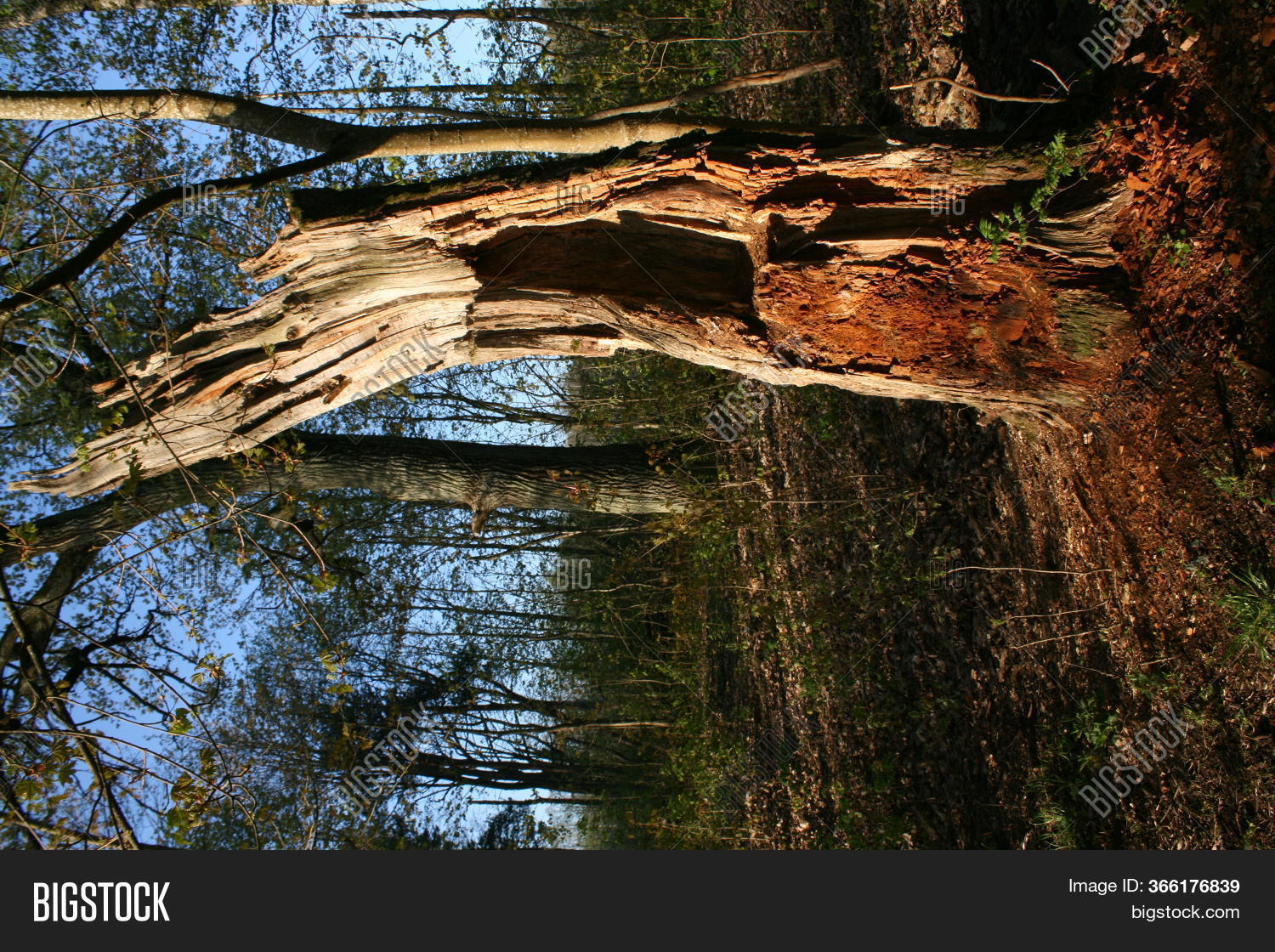 Old Tree, Withered, Image & Photo (Free Trial) | Bigstock