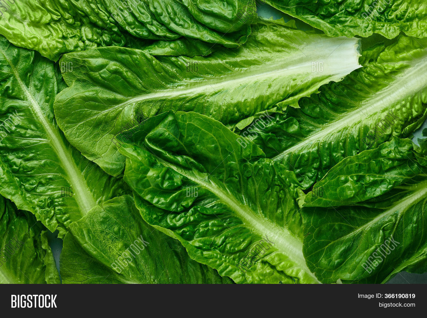 Lettuce Texture