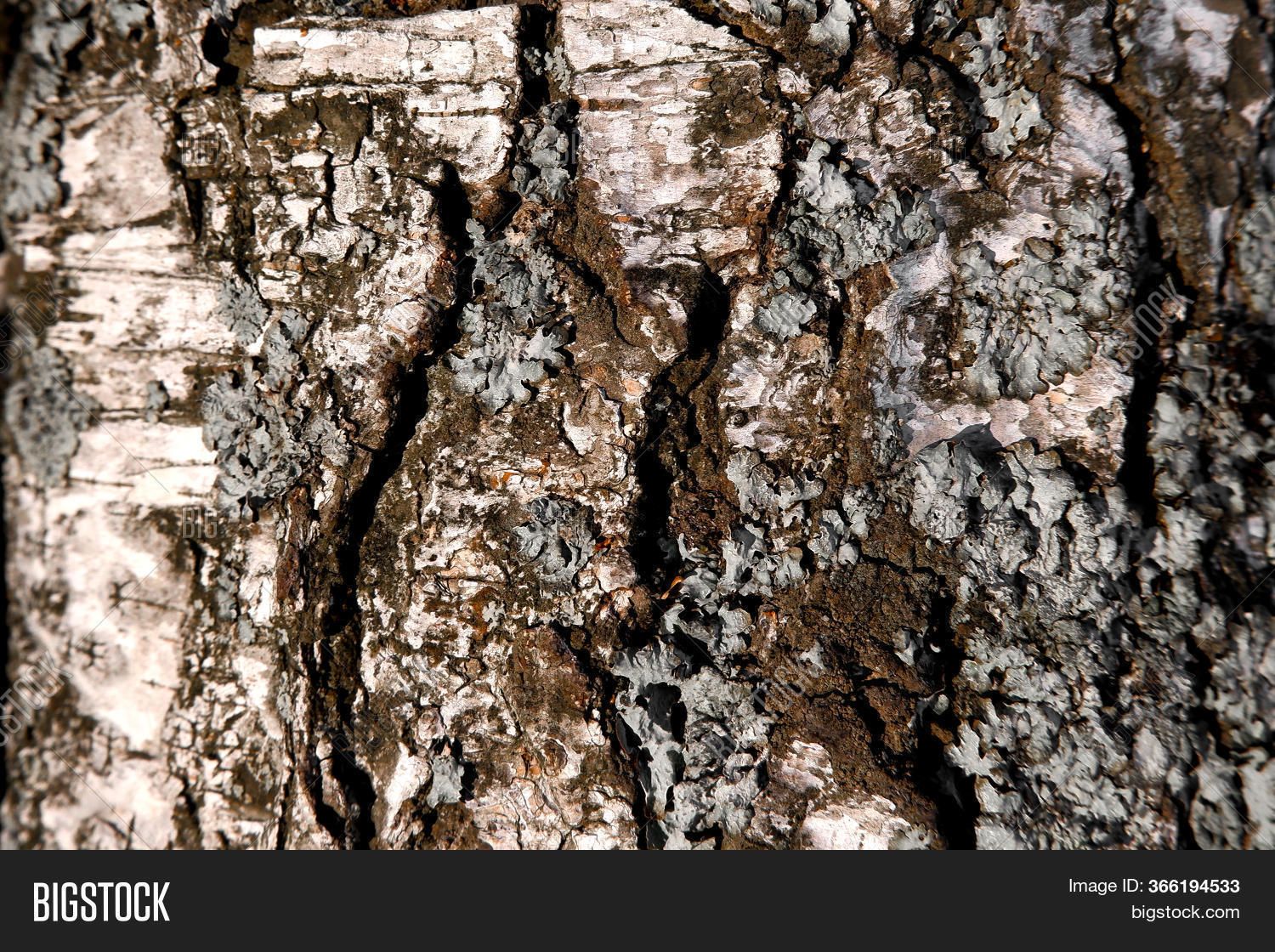 Old Wood Birch Texture Image & Photo (Free Trial) | Bigstock