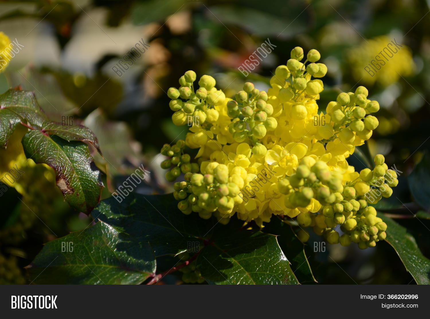 Flowering Mahonia Image & Photo (Free Trial) | Bigstock