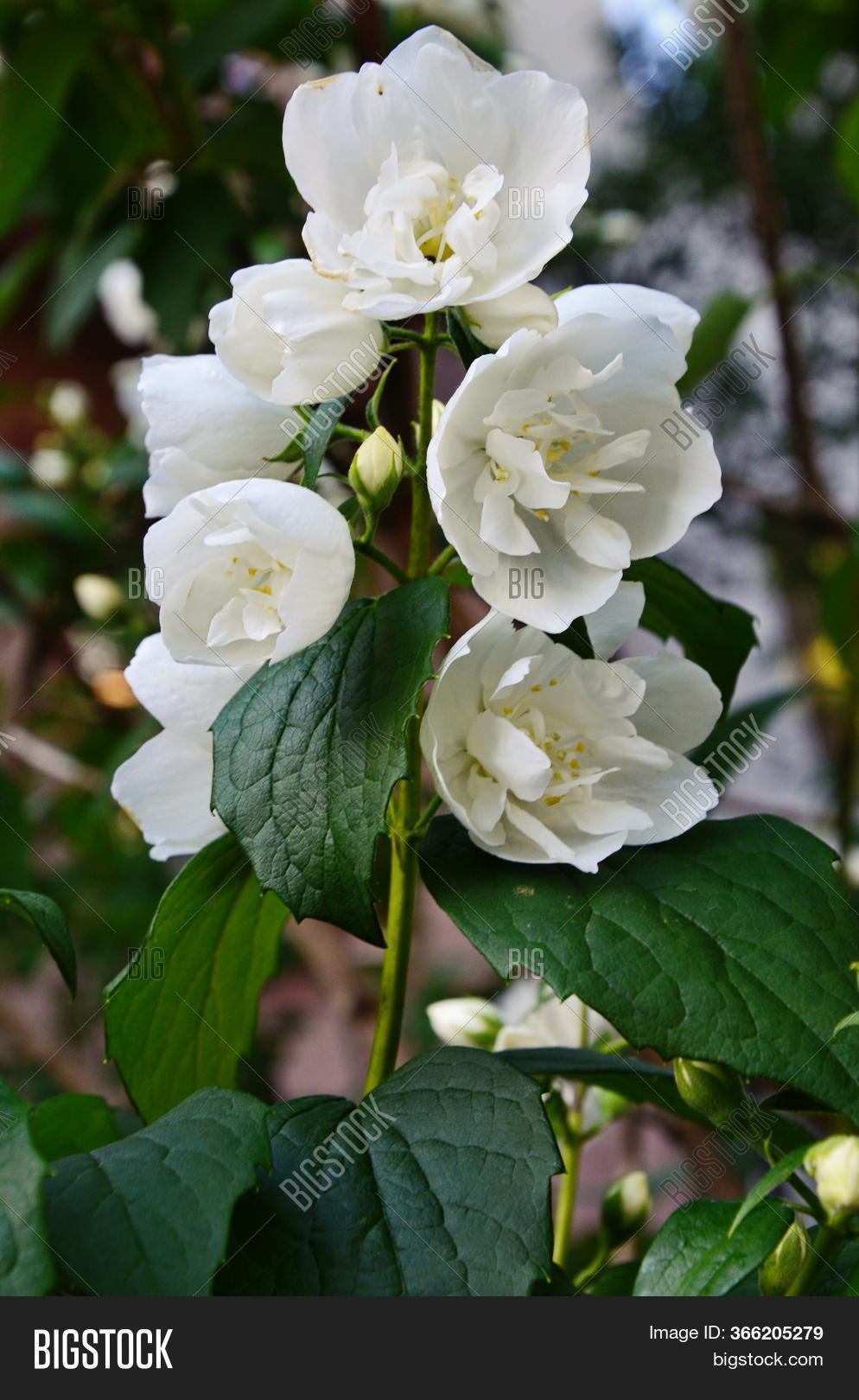 Close Jasmine Flowers Image & Photo (Free Trial) | Bigstock