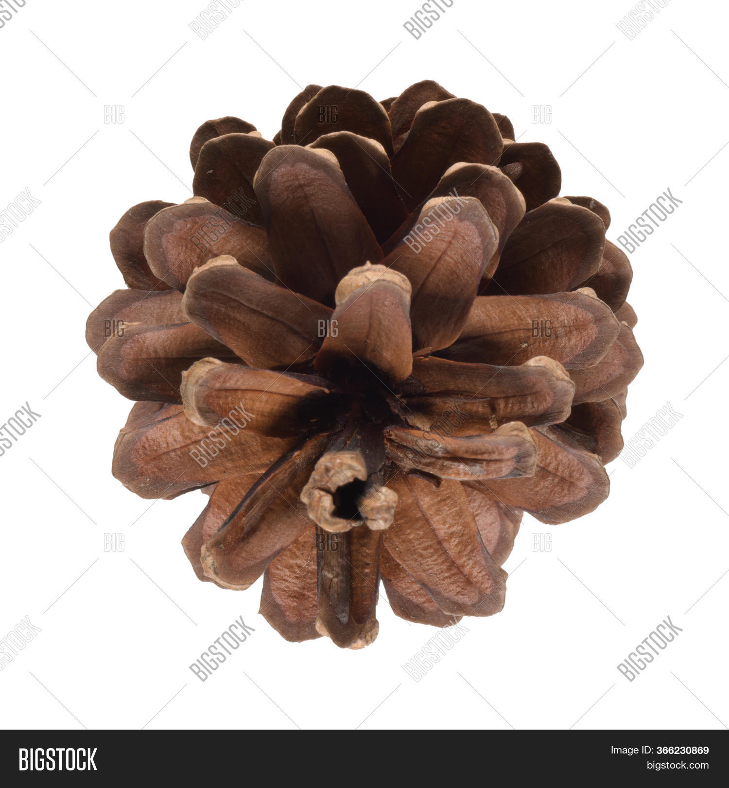 Natural Pine Cone Image & Photo (Free Trial) | Bigstock