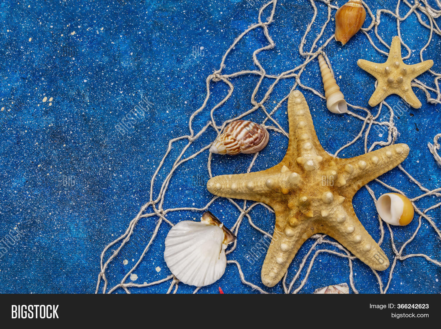 Seashells Summer Image & Photo (Free Trial) | Bigstock