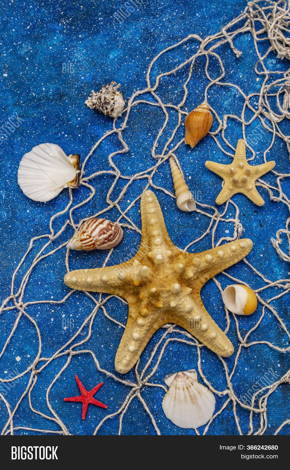 Seashells Summer Image & Photo (Free Trial) | Bigstock