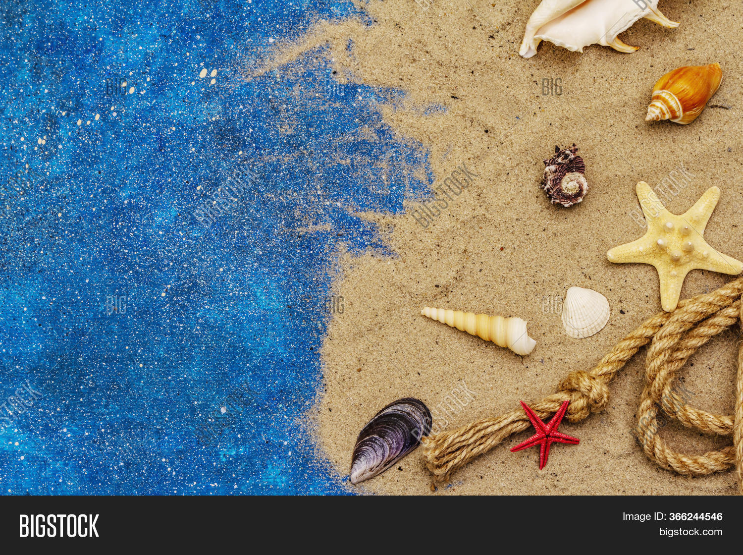 Seashells Summer Image & Photo (Free Trial) | Bigstock