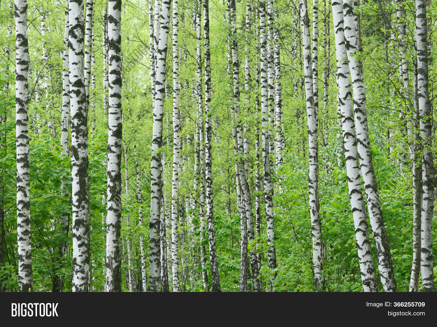 Birch Tree Grove Image & Photo (Free Trial) | Bigstock