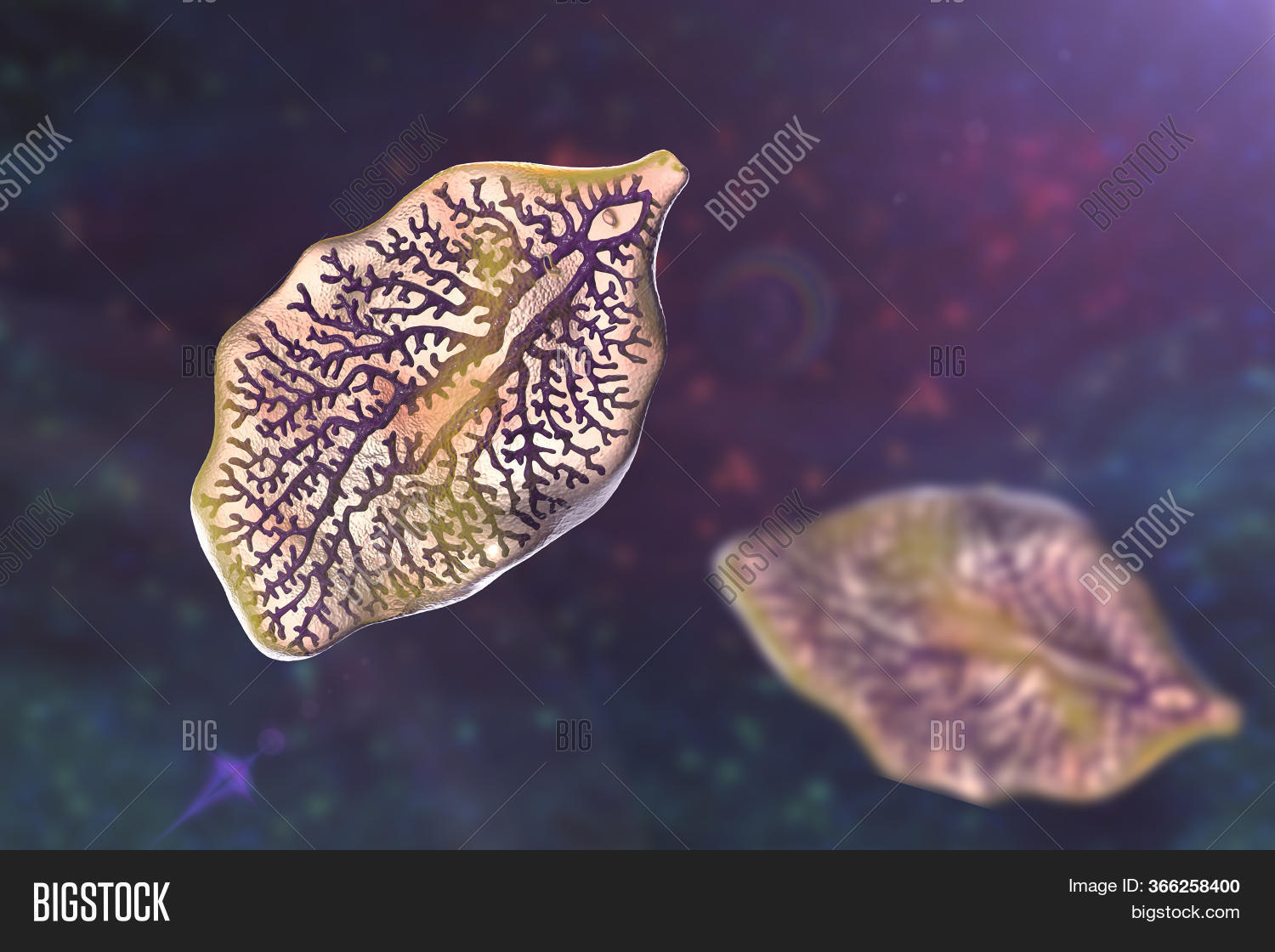 Fasciola Hepatica, Image & Photo (Free Trial) | Bigstock
