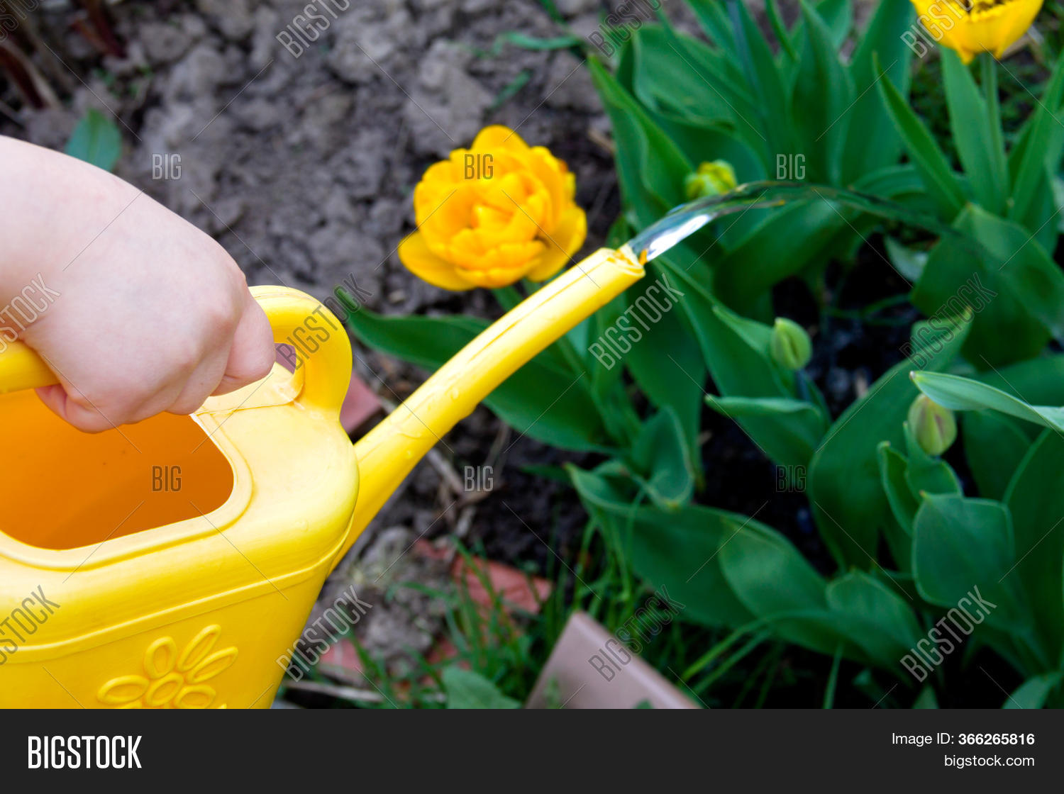 Watering Yellow Tulips Image & Photo (Free Trial) | Bigstock