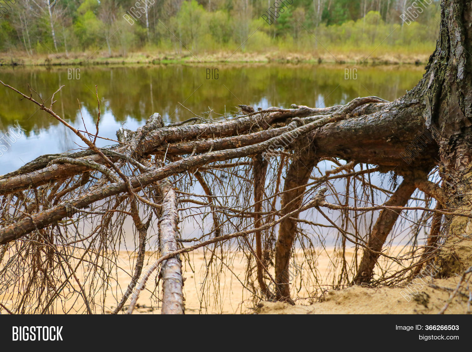Roots Tree Stick Out Image & Photo (Free Trial) | Bigstock