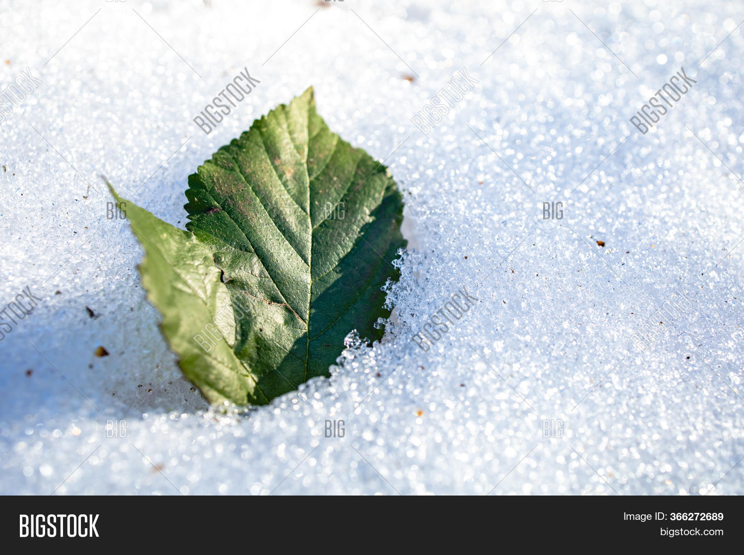 Fresh Green Leaf Snow Image & Photo (Free Trial) | Bigstock