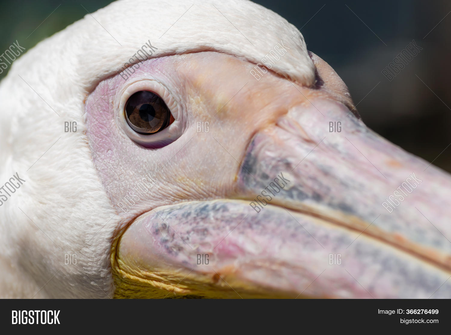 Head Beak Great White Image & Photo (Free Trial) | Bigstock