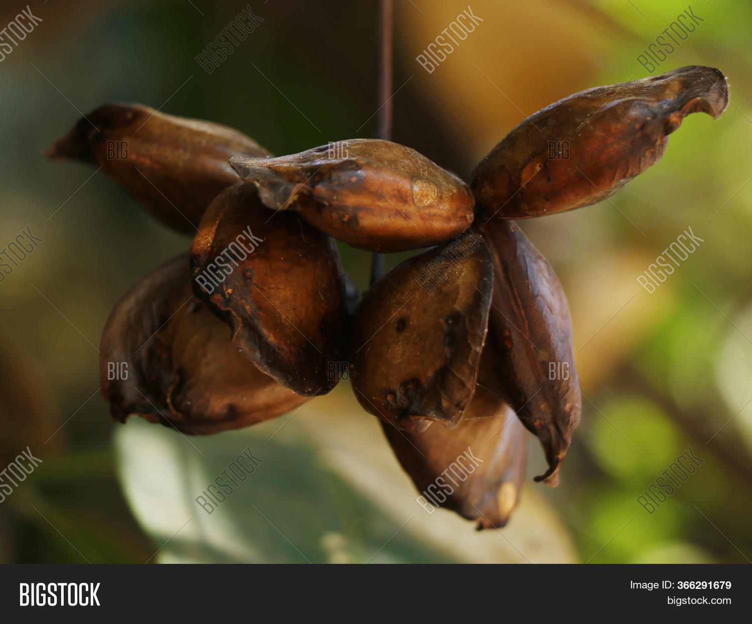 Leucas Zeylanica, Image & Photo (Free Trial) | Bigstock
