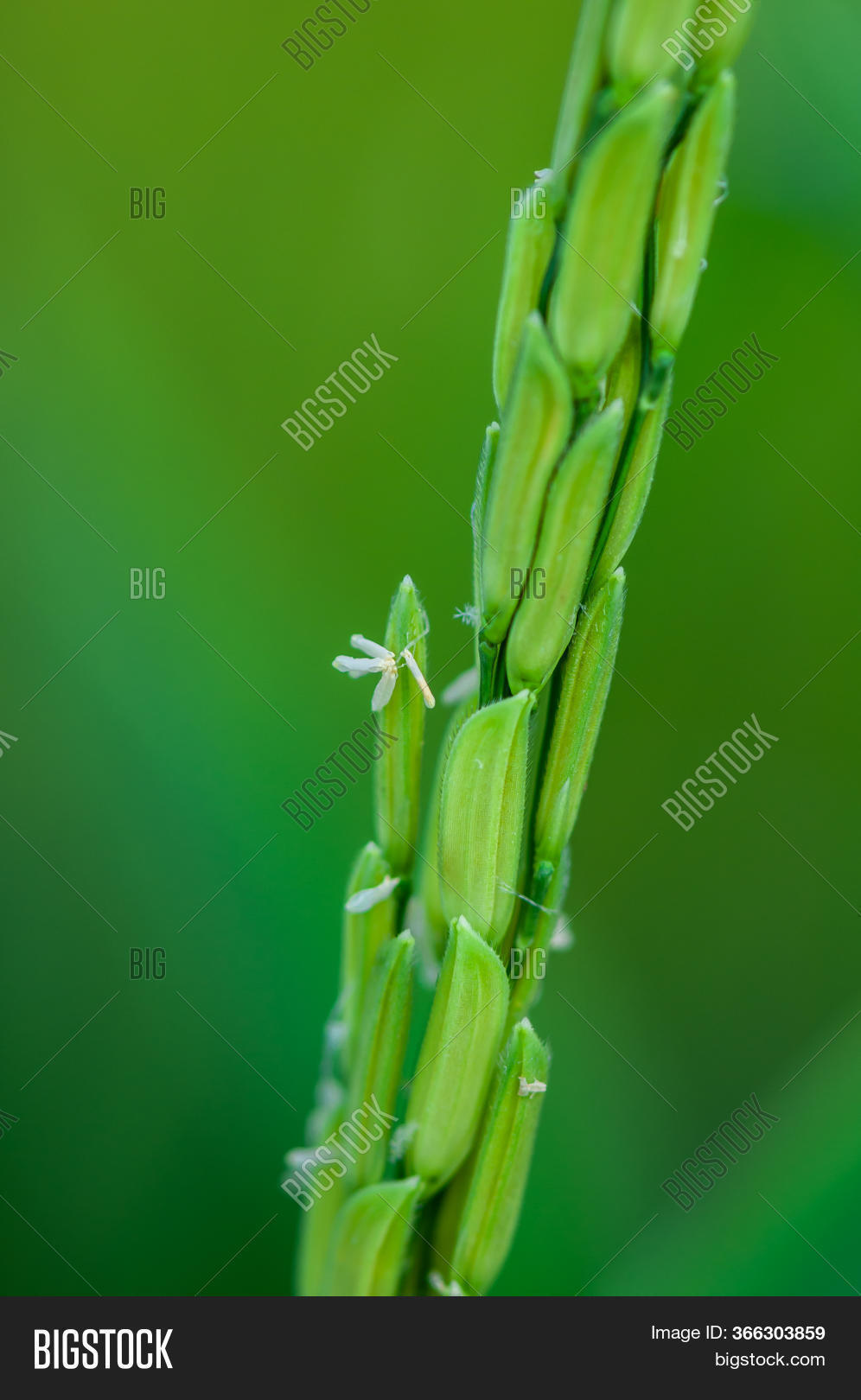 Rice Flowering On Image & Photo (Free Trial) | Bigstock