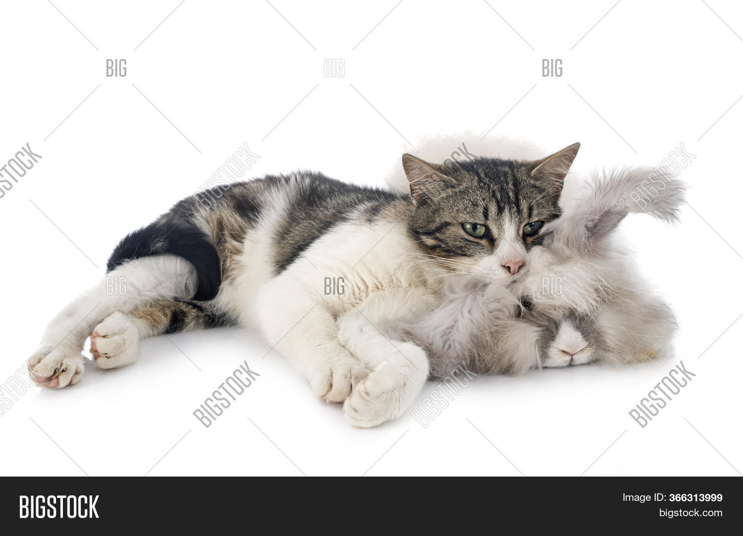English Angora Cat Image & Photo (Free Trial) | Bigstock