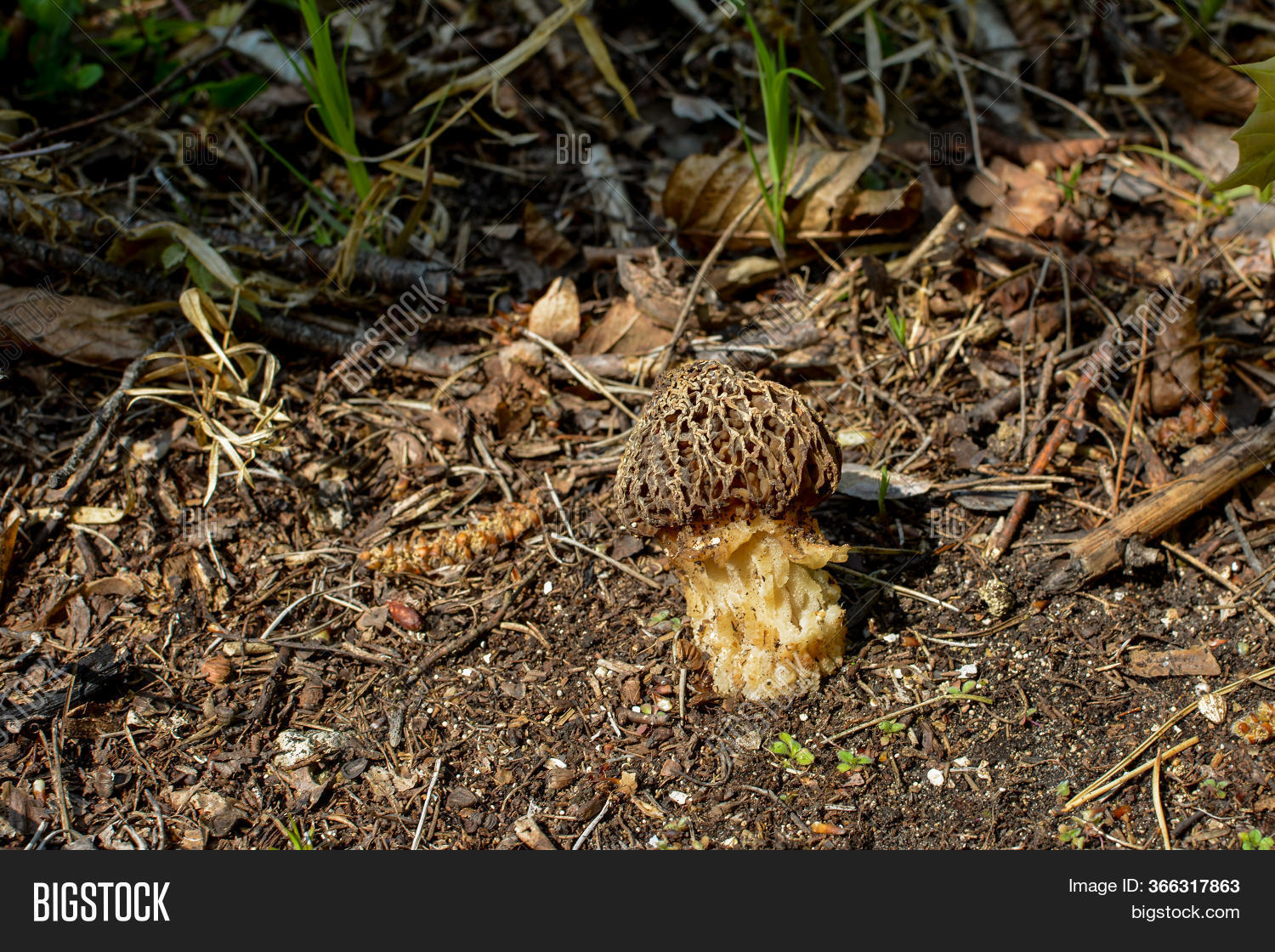 Gyromitra Esculenta ( Image & Photo (Free Trial) | Bigstock