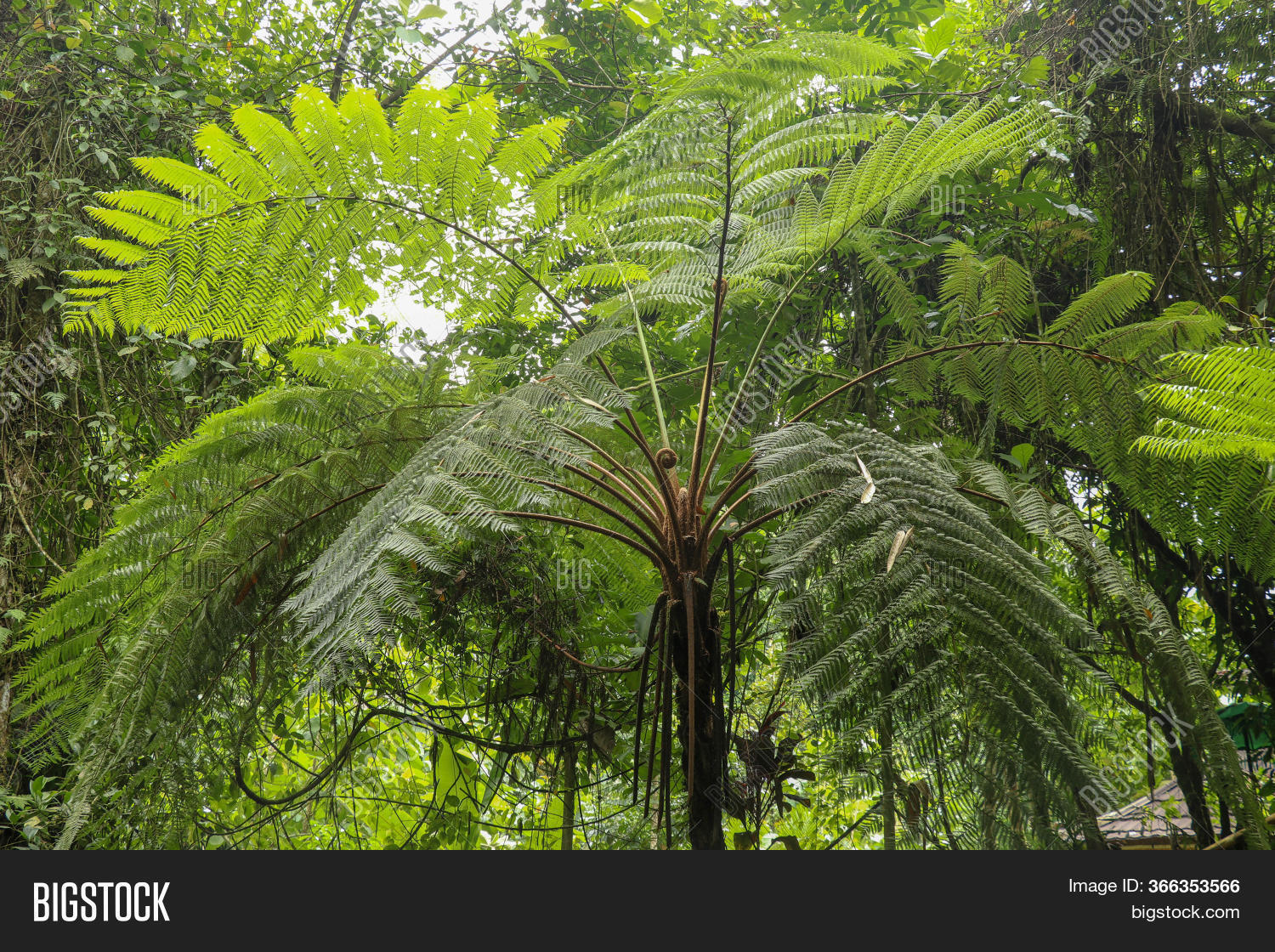 Crown Tropical Tree Image & Photo (Free Trial) | Bigstock