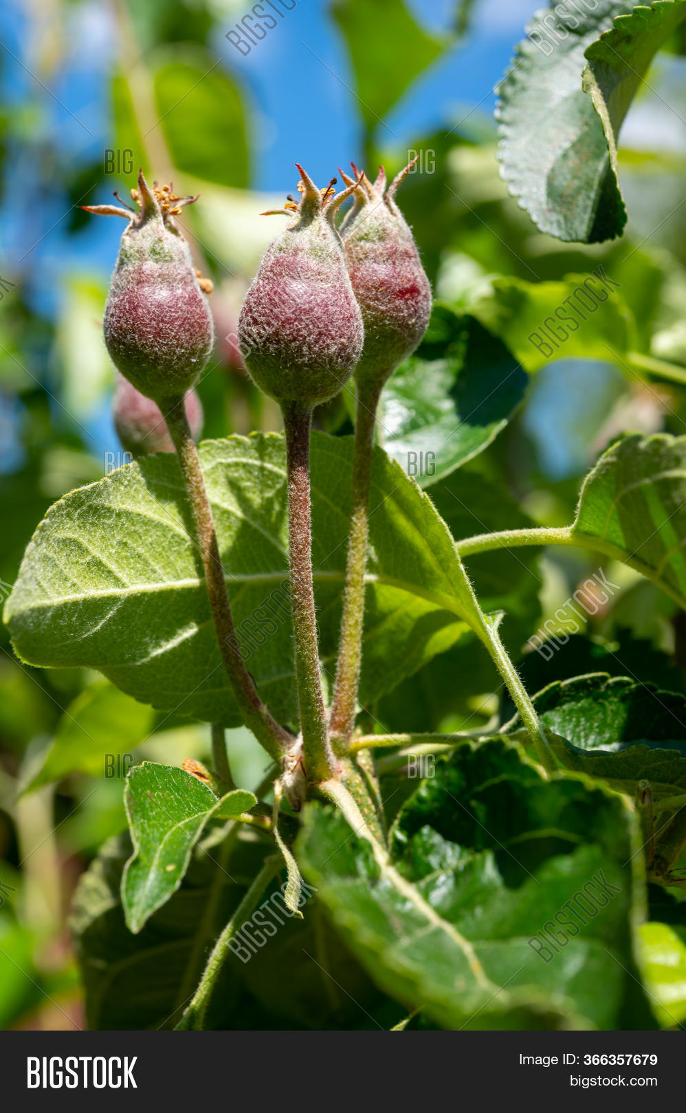 Apple Fruit Image & Photo (Free Trial) | Bigstock