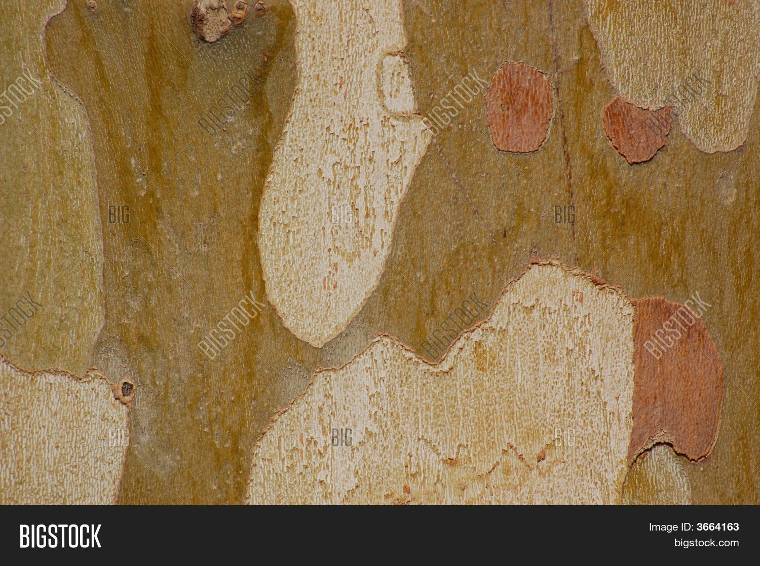 Tamarind Tree Bark ( Image & Photo (Free Trial) | Bigstock
