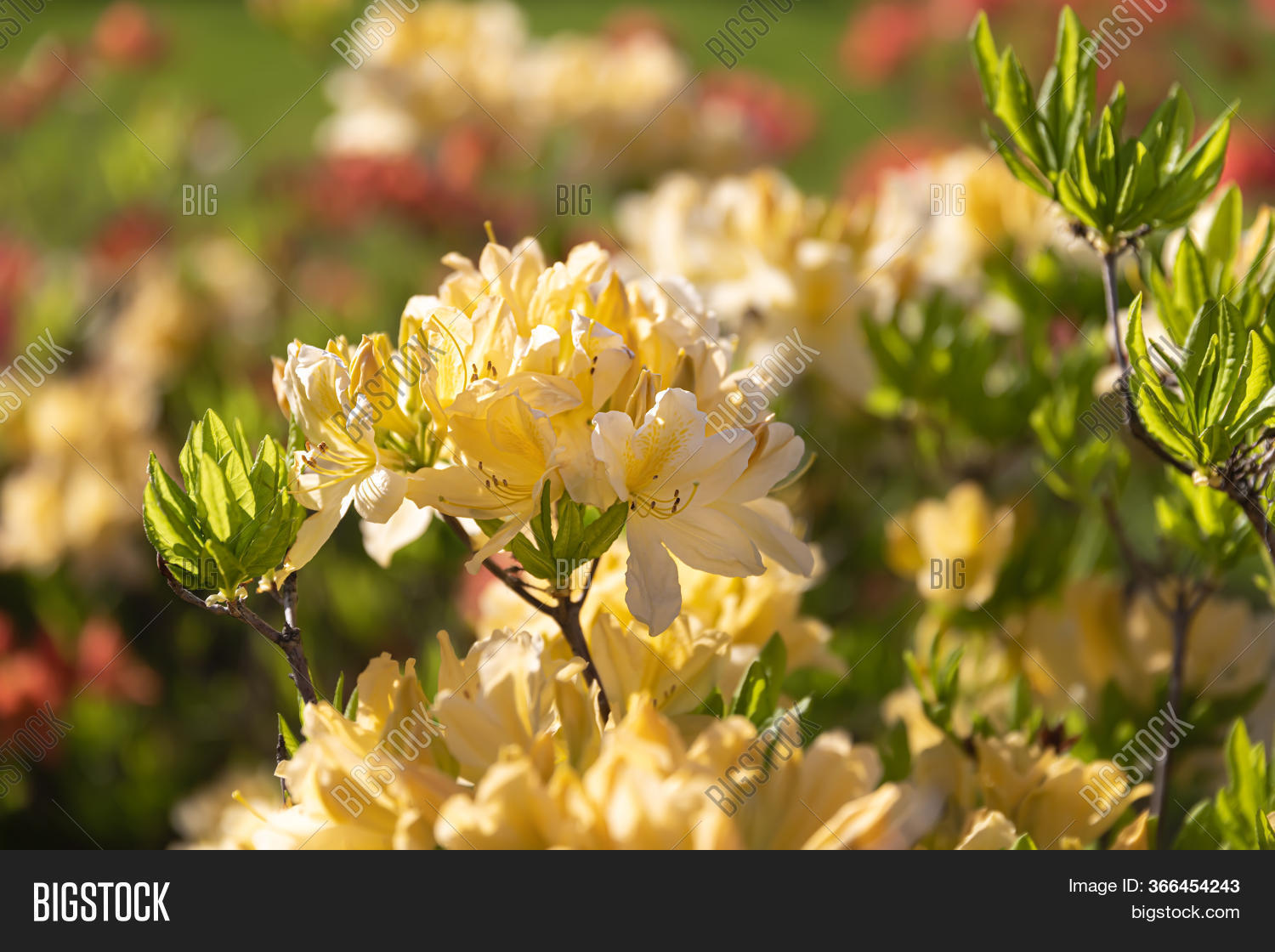 Yellow Flowers Azalea Image & Photo (Free Trial) | Bigstock