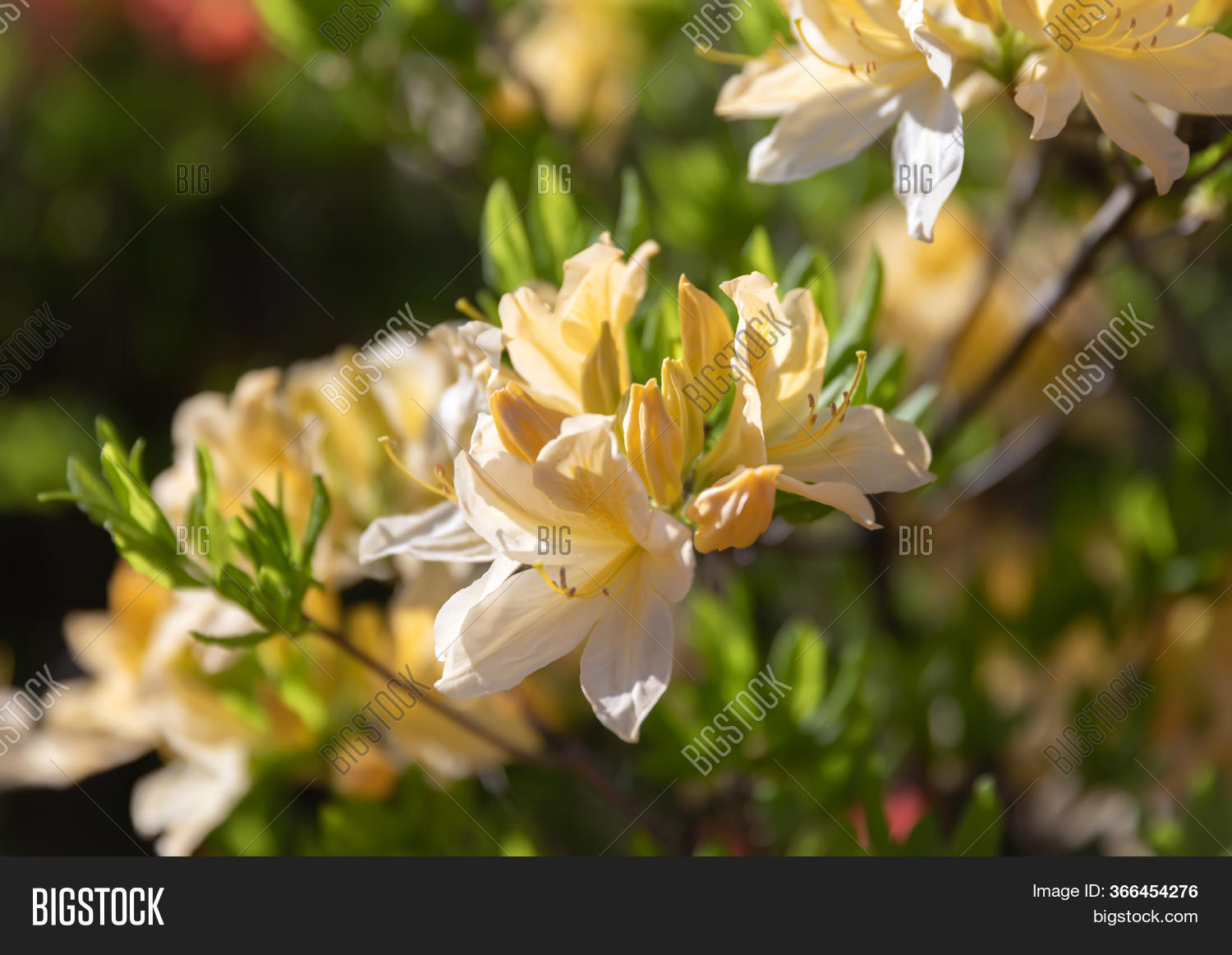 Yellow Flowers Azalea Image & Photo (Free Trial) | Bigstock