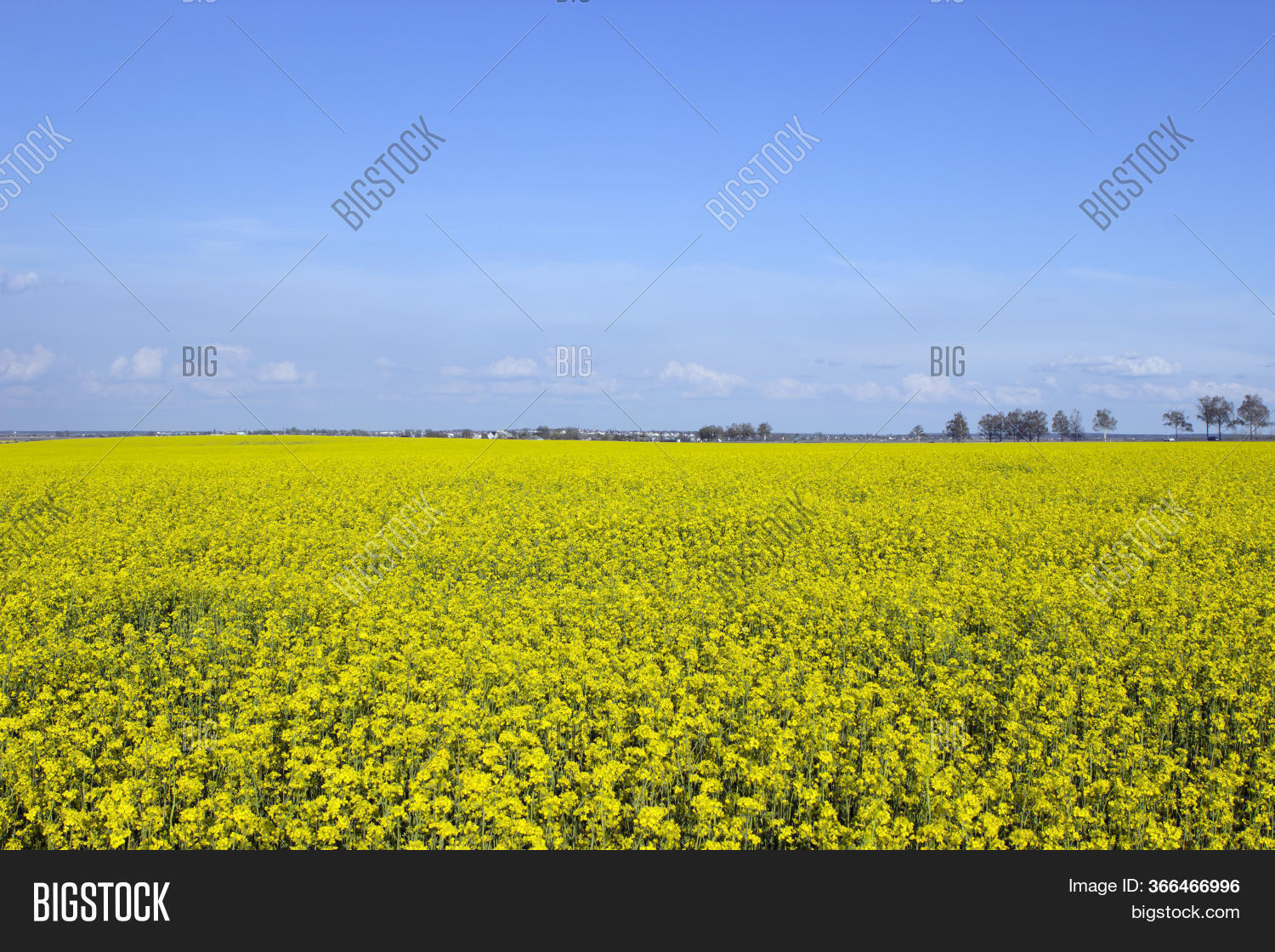 Blooming Rapeseed Image & Photo (Free Trial) | Bigstock