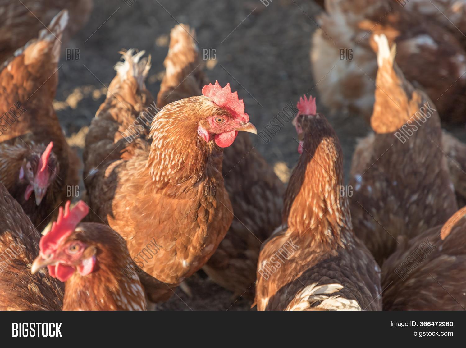 Group Brown Chickens Image & Photo (Free Trial) | Bigstock