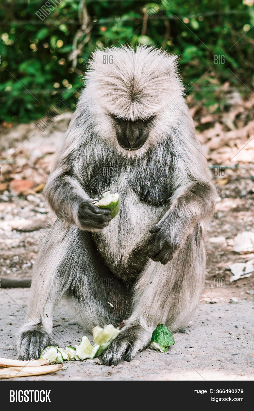 Big Gray Monkey Peels Image & Photo (Free Trial) | Bigstock