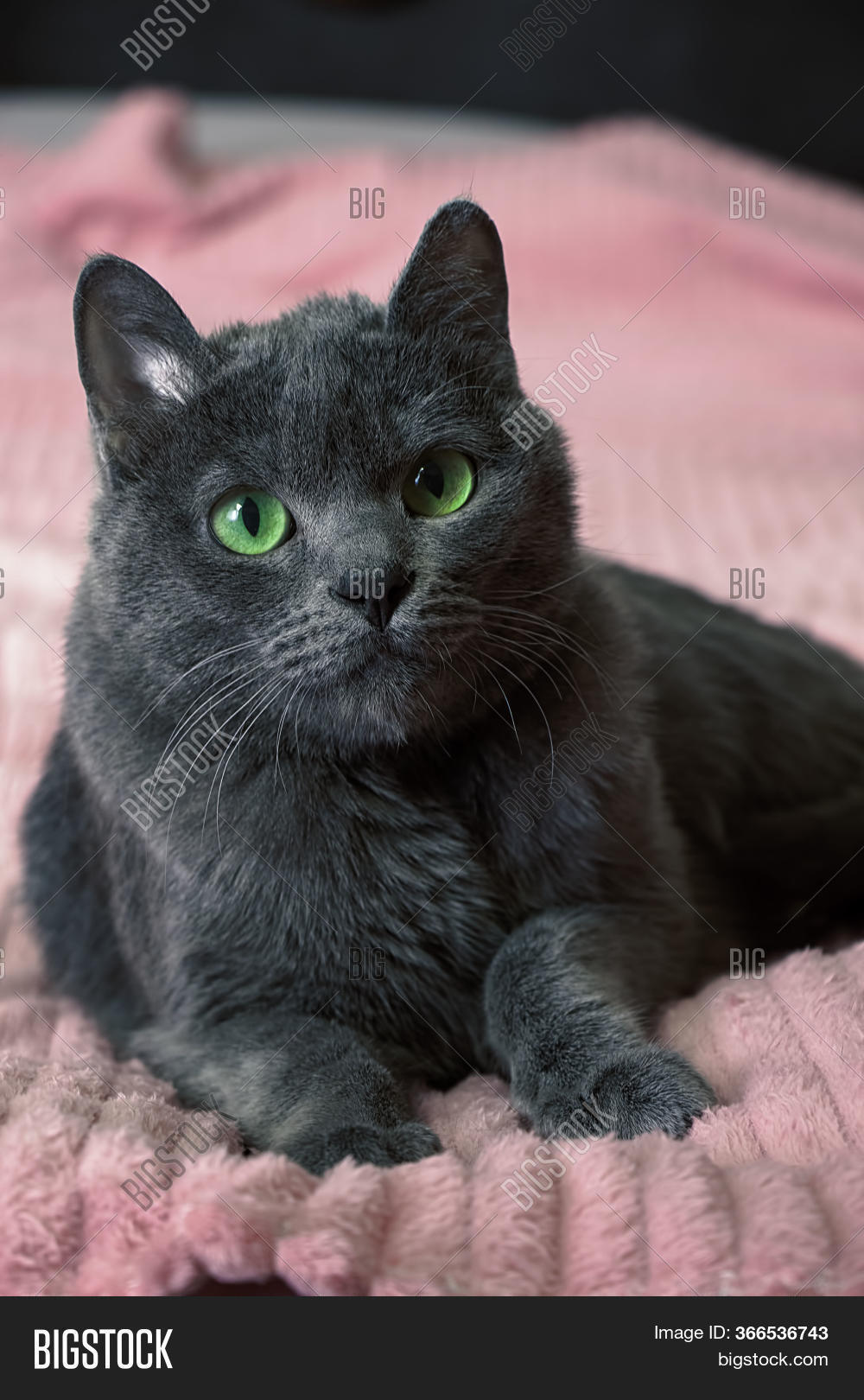 Beautiful Grey Cat Image & Photo (Free Trial) | Bigstock